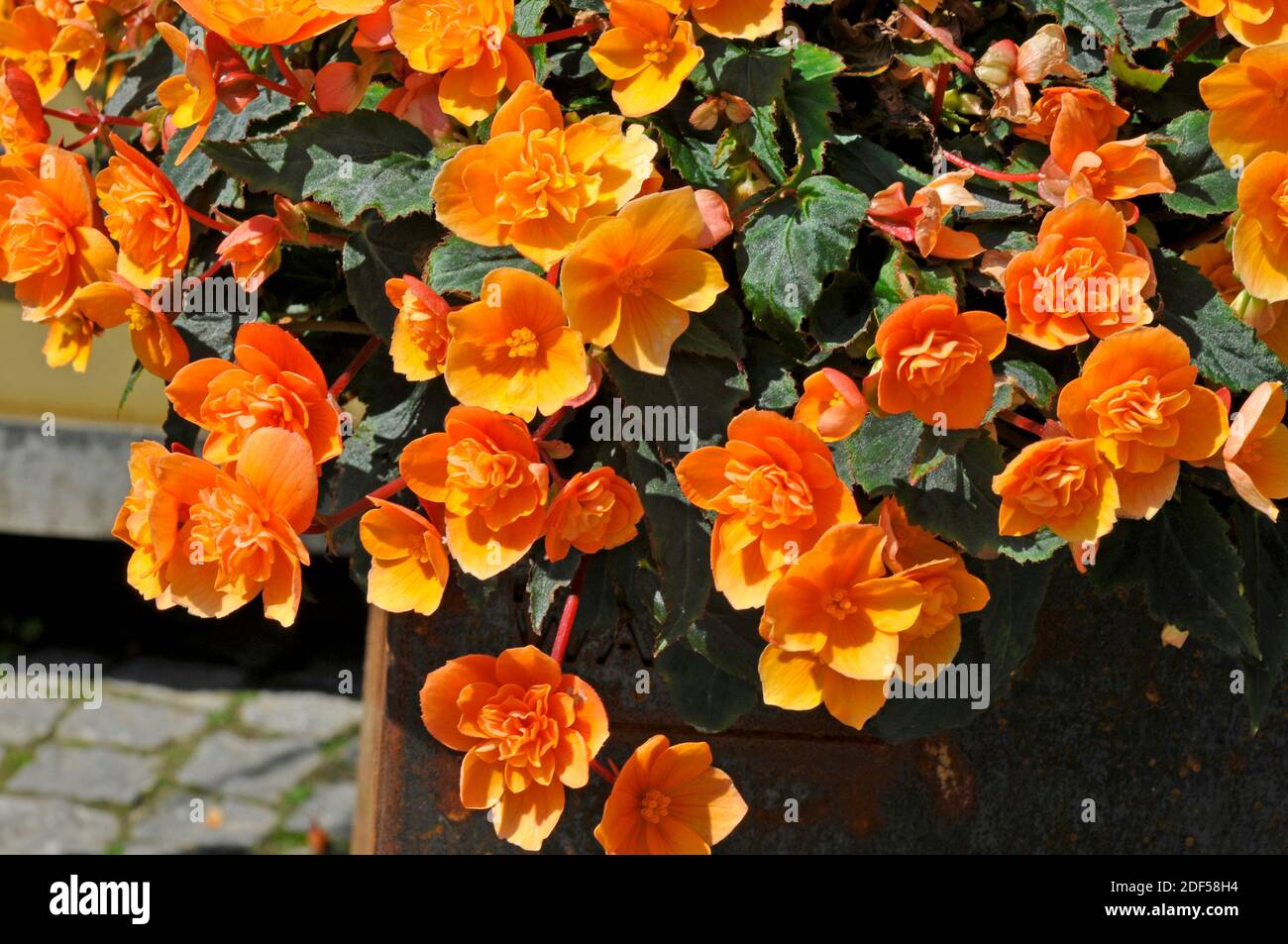 Begonia multiflora hi-res stock photography and images - Alamy