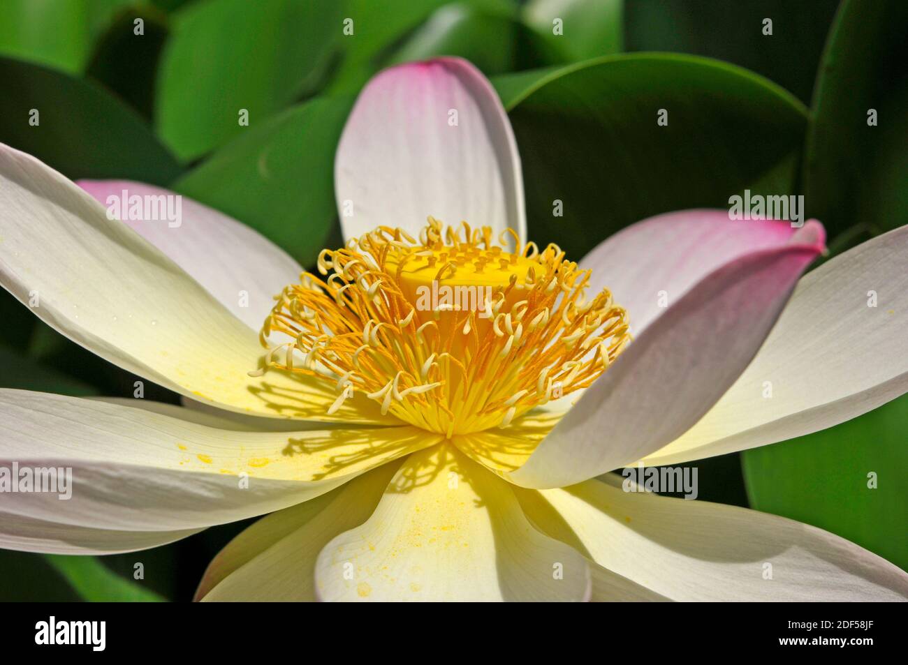 Flower of the Indian lotus, Nelumbo nucifera Stock Photo - Alamy