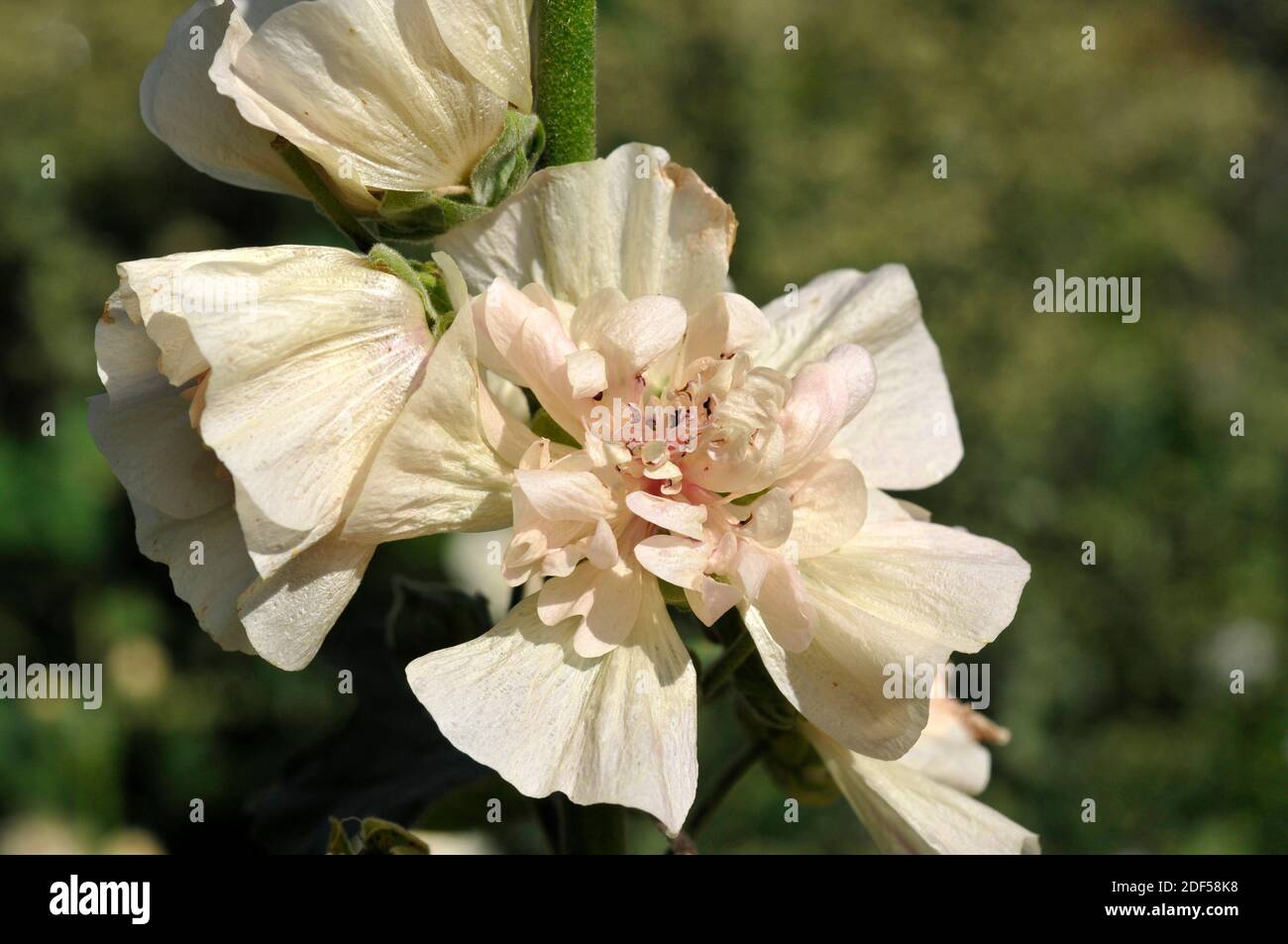 Allee with flowers hi-res stock photography and images - Alamy