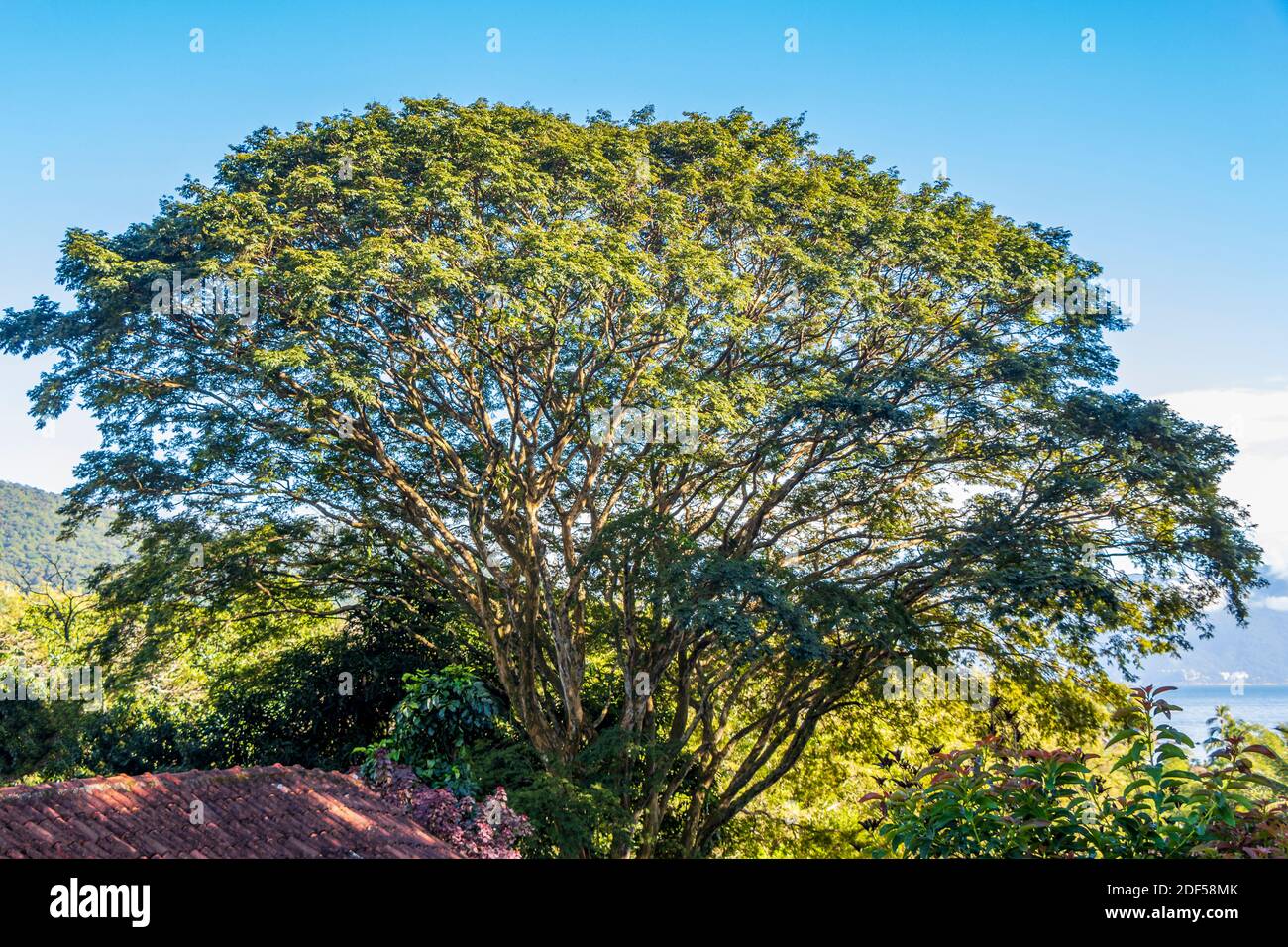 Big tree on tropical island Ilha Grande in Angra dos Reis, Rio de ...