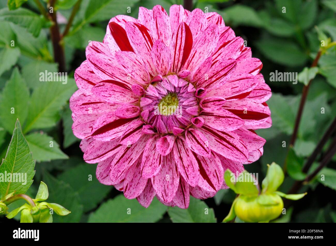 Flower of the Dahlia 'Candy Club' Stock Photo - Alamy