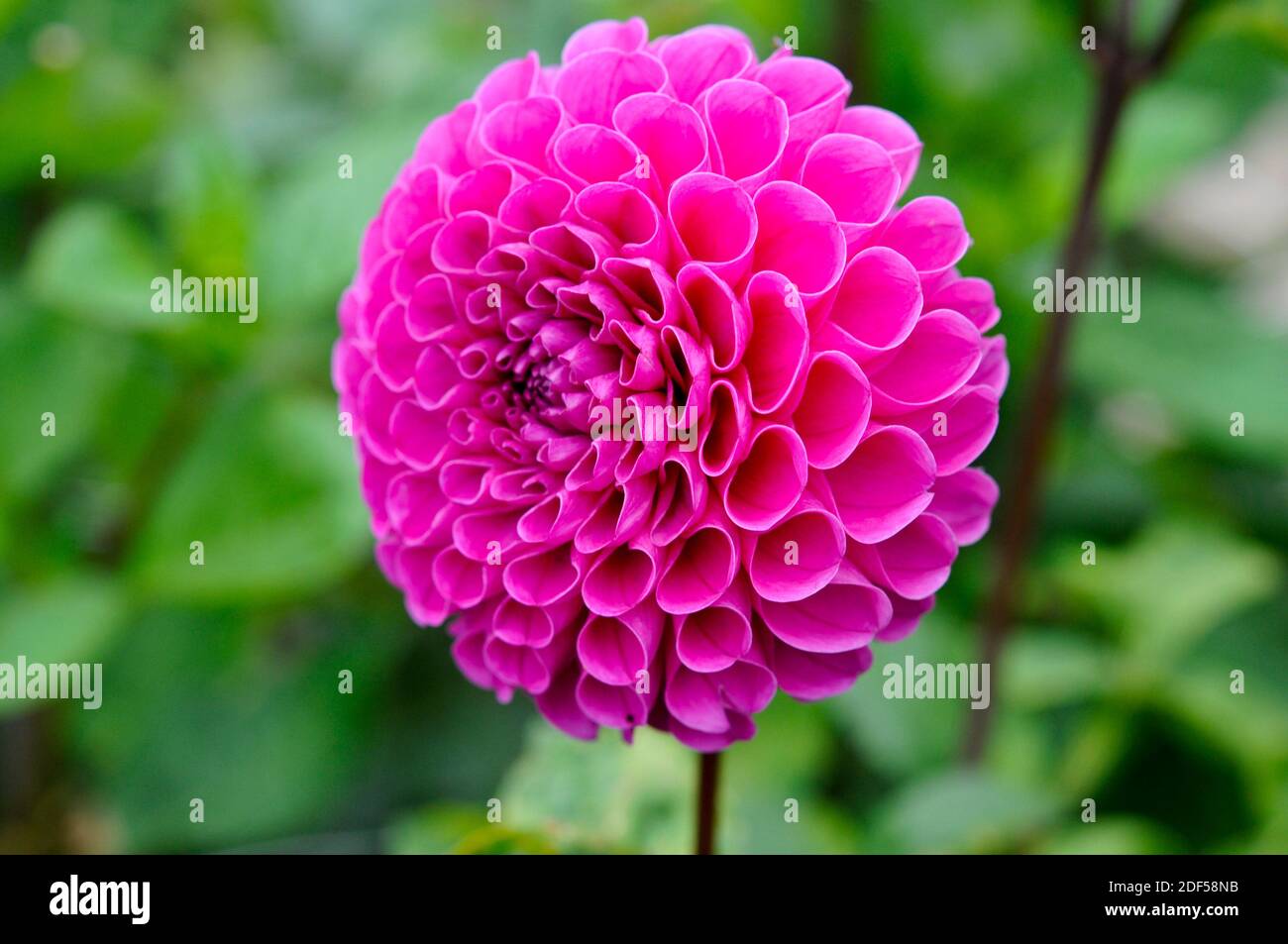 Flower of the dahlia 'Addison June' Stock Photo - Alamy