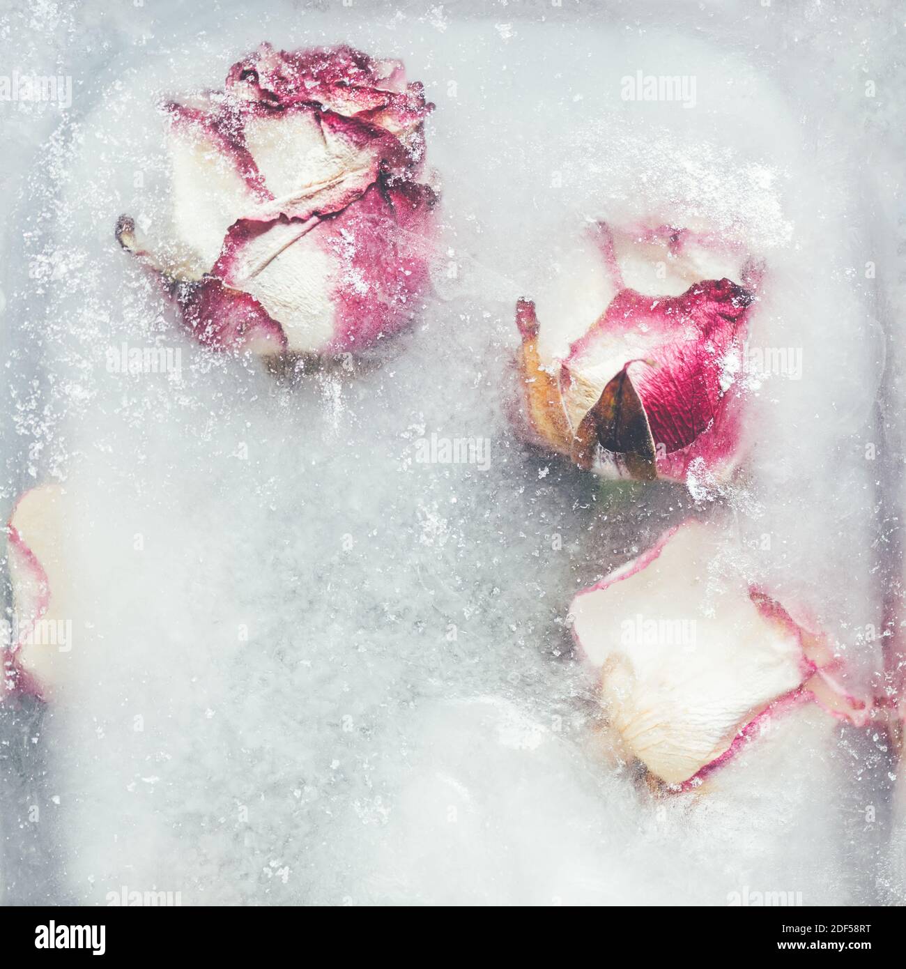 Frozen Roses in Ice Stock Photo - Alamy