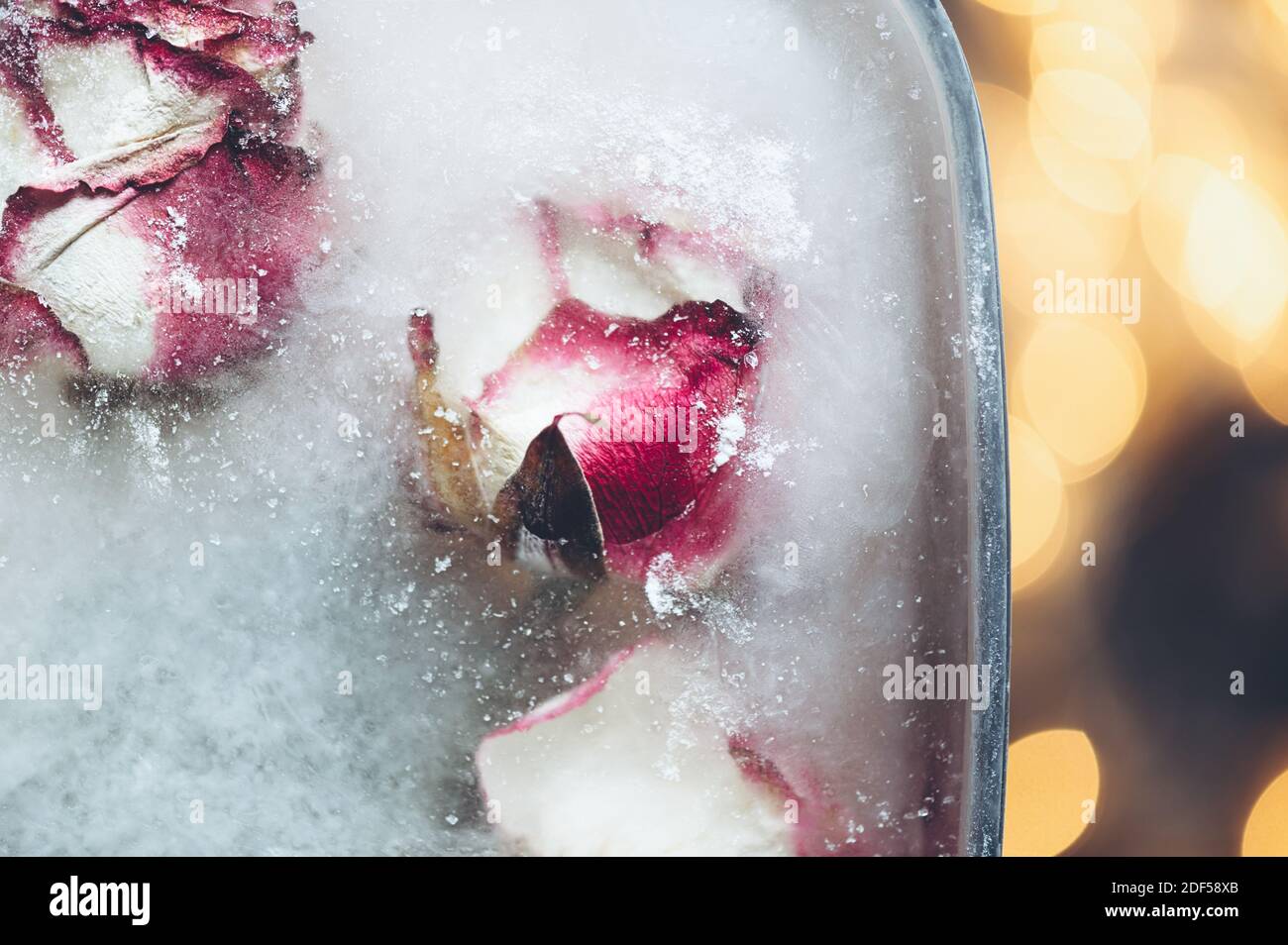 Frozen Roses in Ice Stock Photo - Alamy