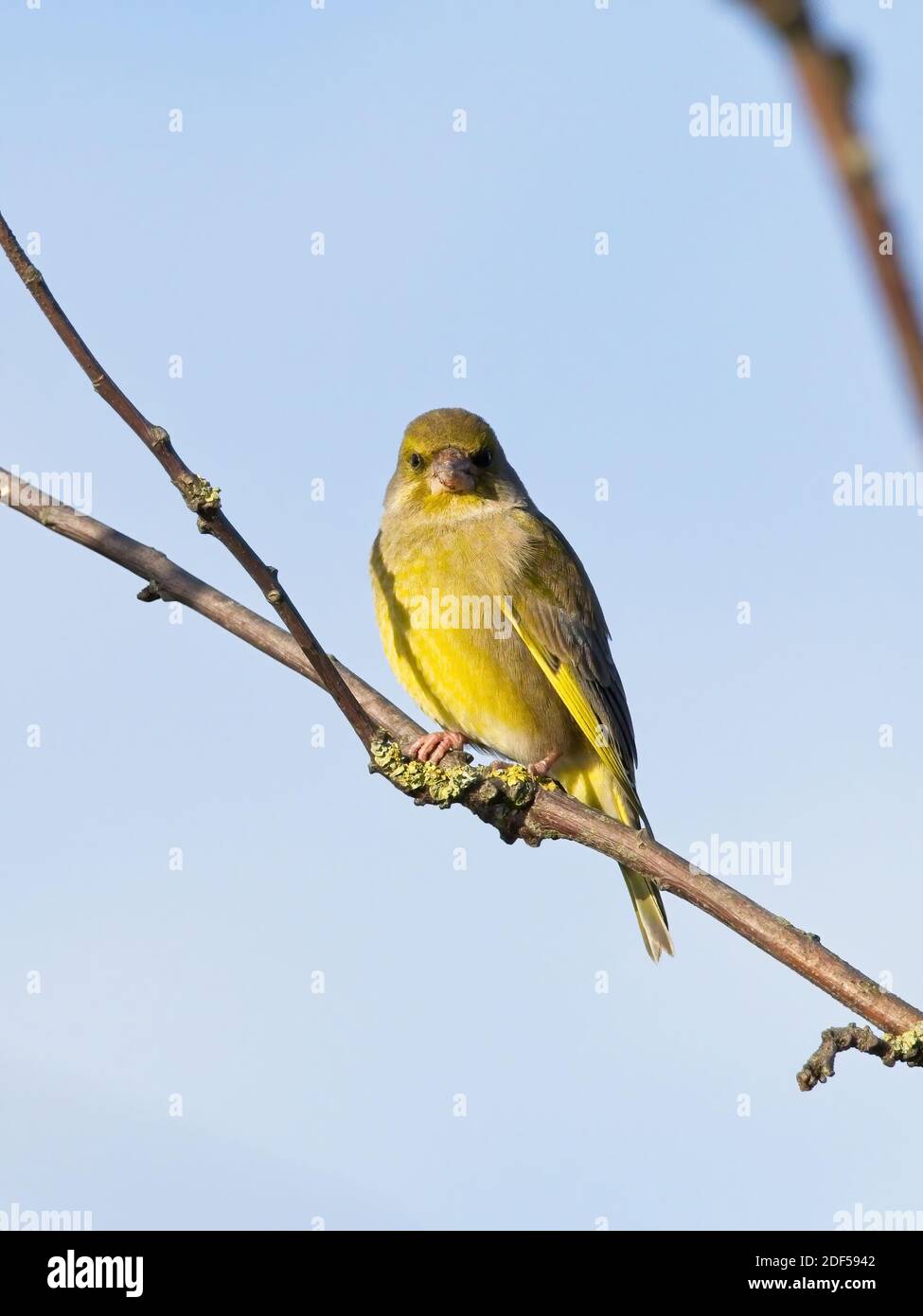 A Greenfinch (Chloris chloris) sat on a branch at St Aidan's, an RSPB ...