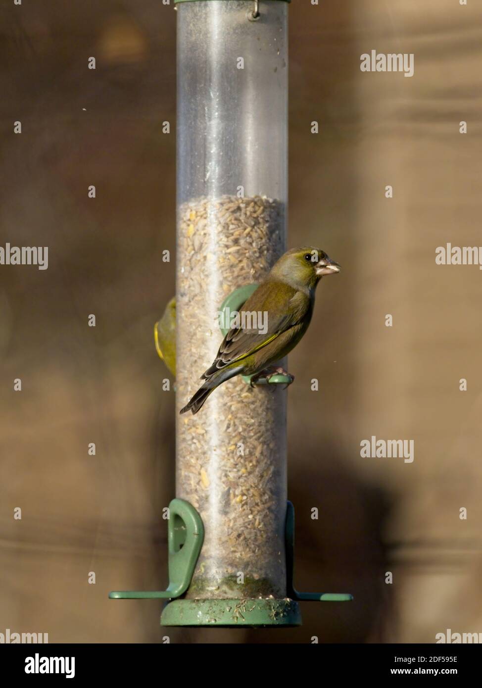 A Greenfinch (Chloris chloris) sat on a birdfeeder at St Aidan's, an ...