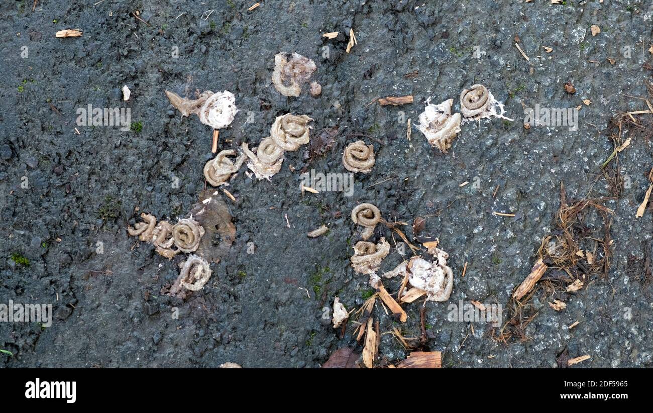 Small coils of curly British bird poo poop on road tarmac in rural ...