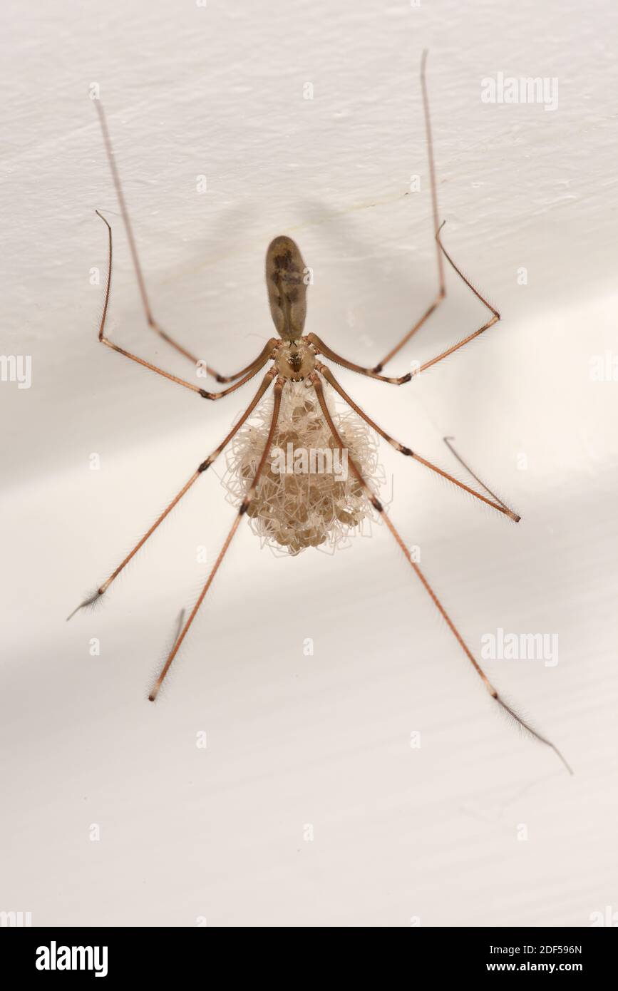 Long-legged Cellar Spider (Pholcus palangioides) female with newly ...