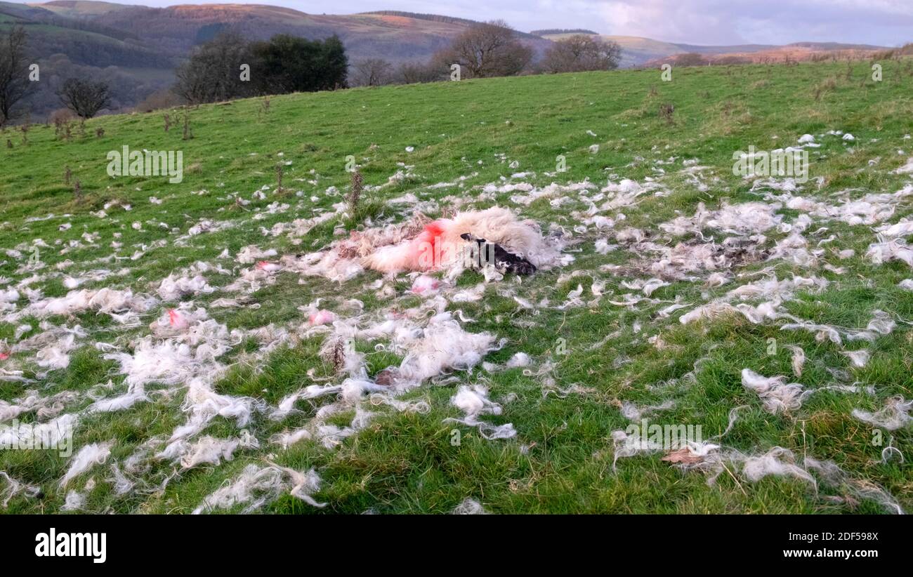 Dead ravaged sheep ewe carcass and scattered sheep's wool lying on the ...