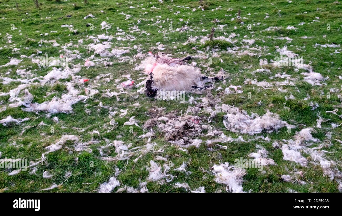 Dead ravaged sheep (killed by fox) carcass and sheep's wool lying on ...