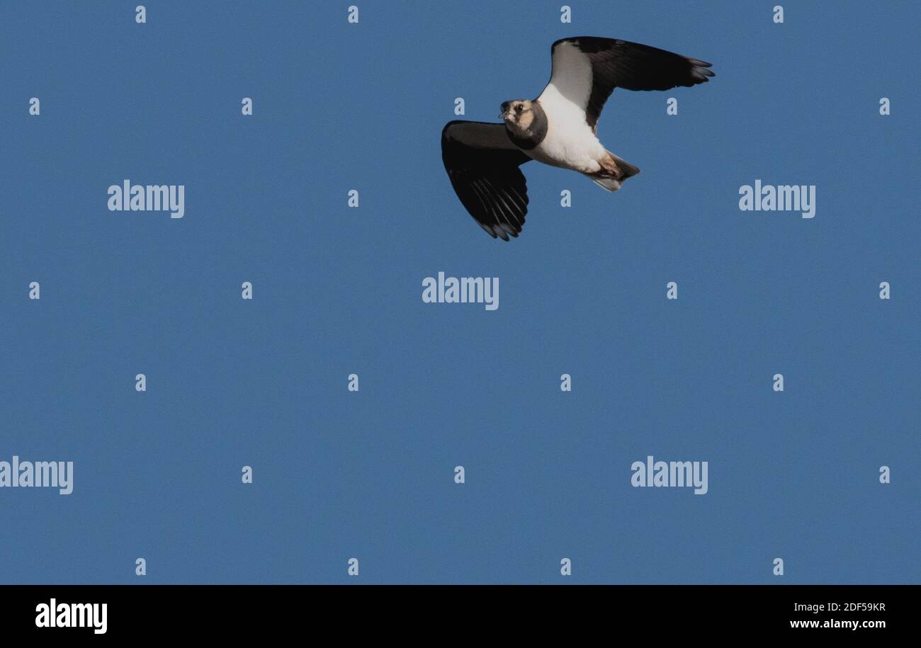 A Lapwing in flight, flying towards the left Stock Photo - Alamy