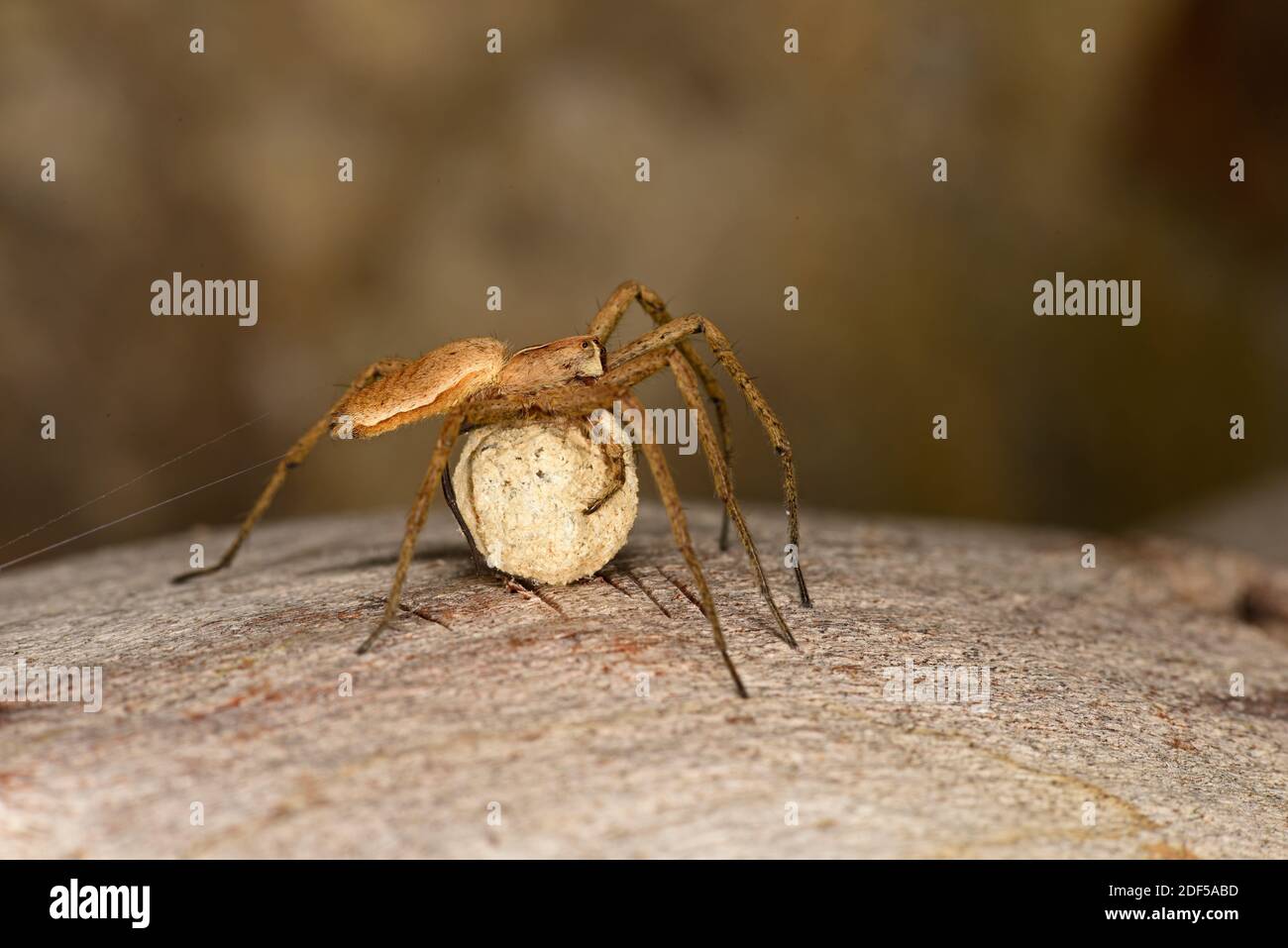 Nursery Web Spider (Pisauridae) female carrying egg sac, Wales, June ...