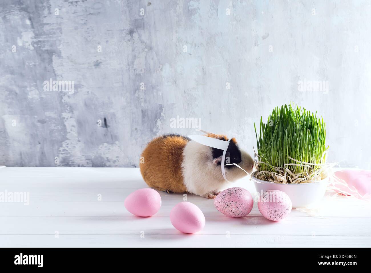 Guinea pig with the ears of the Easter bunny on the stone background of ...