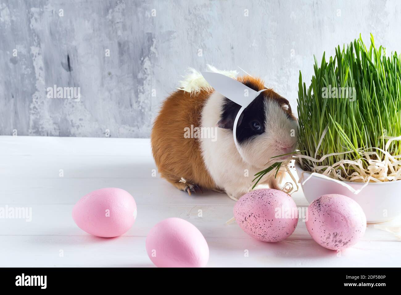 Guinea pig with the ears of the Easter bunny on the stone background of ...