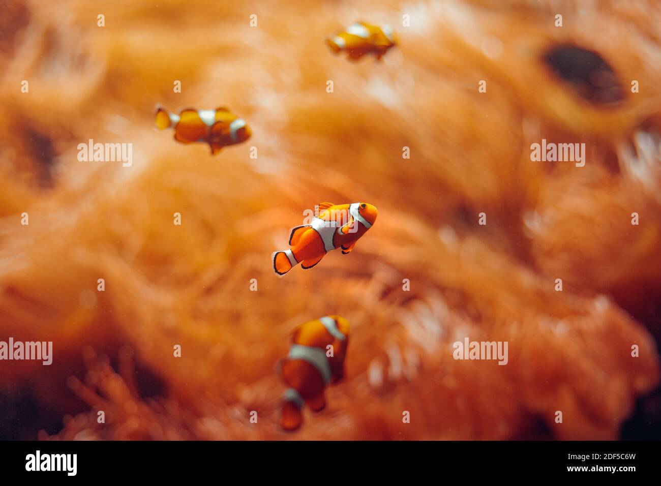 Clownfish. fish of orange color in anemones in the underwater world ...