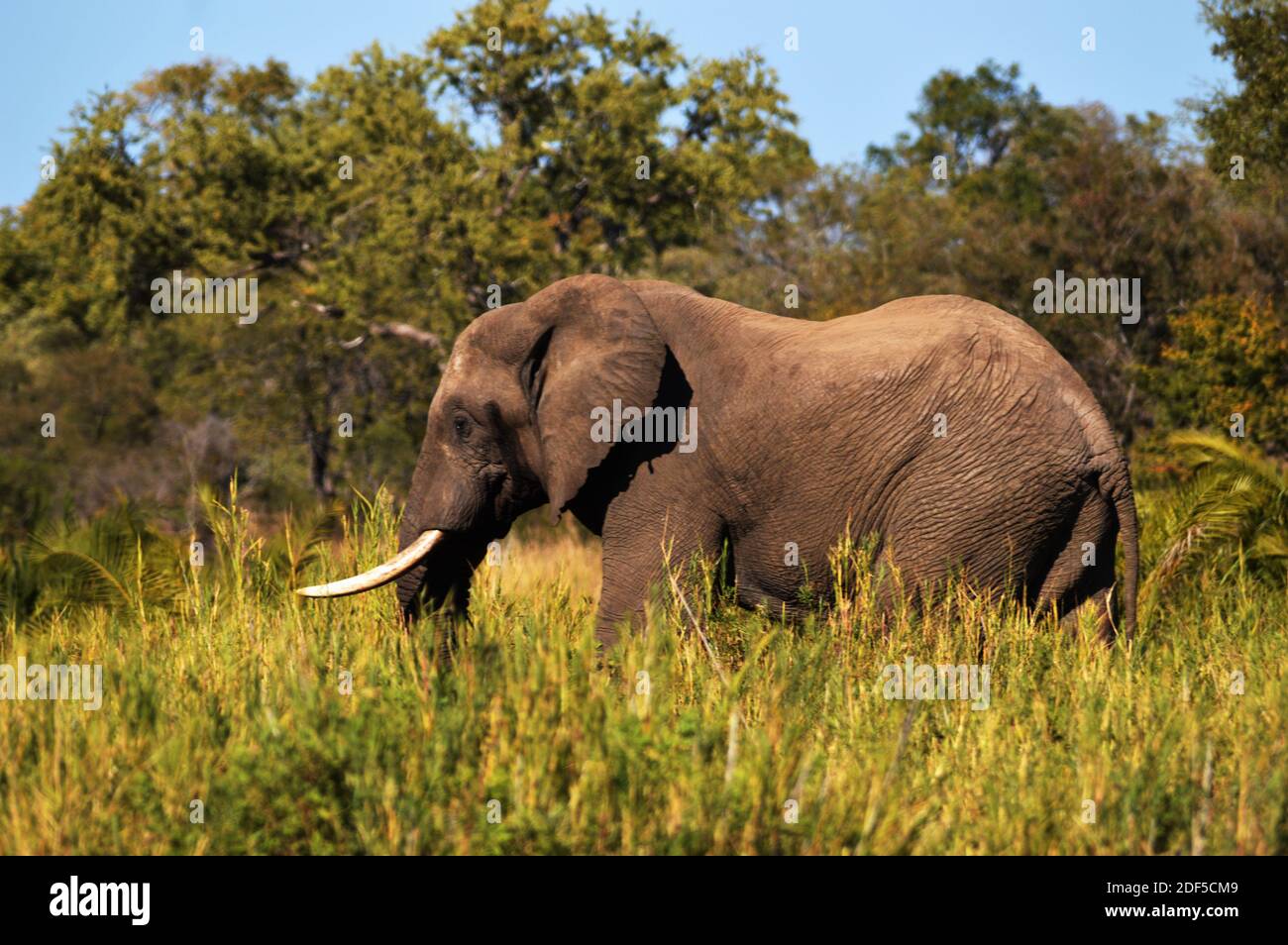 Lone Bull Elephant in Musk. These magnificent animals are dangerous ...