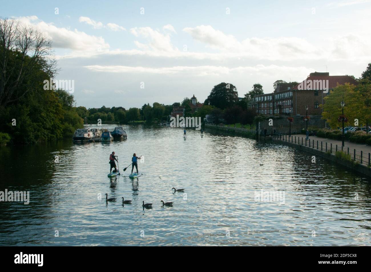 paddle boarders on the Thames Twickenham Middlesex Stock Photo - Alamy