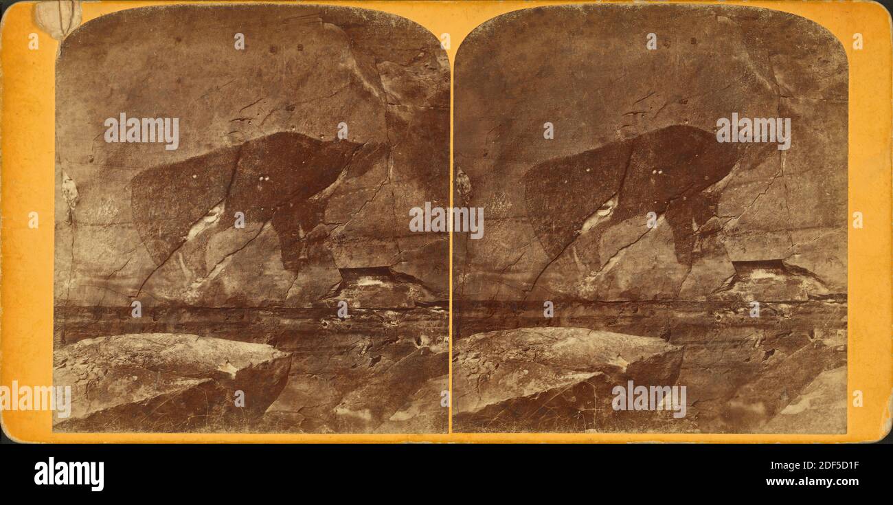 Phantom bear on Purgatoire River, 15 miles below Las Animas, Colo ...