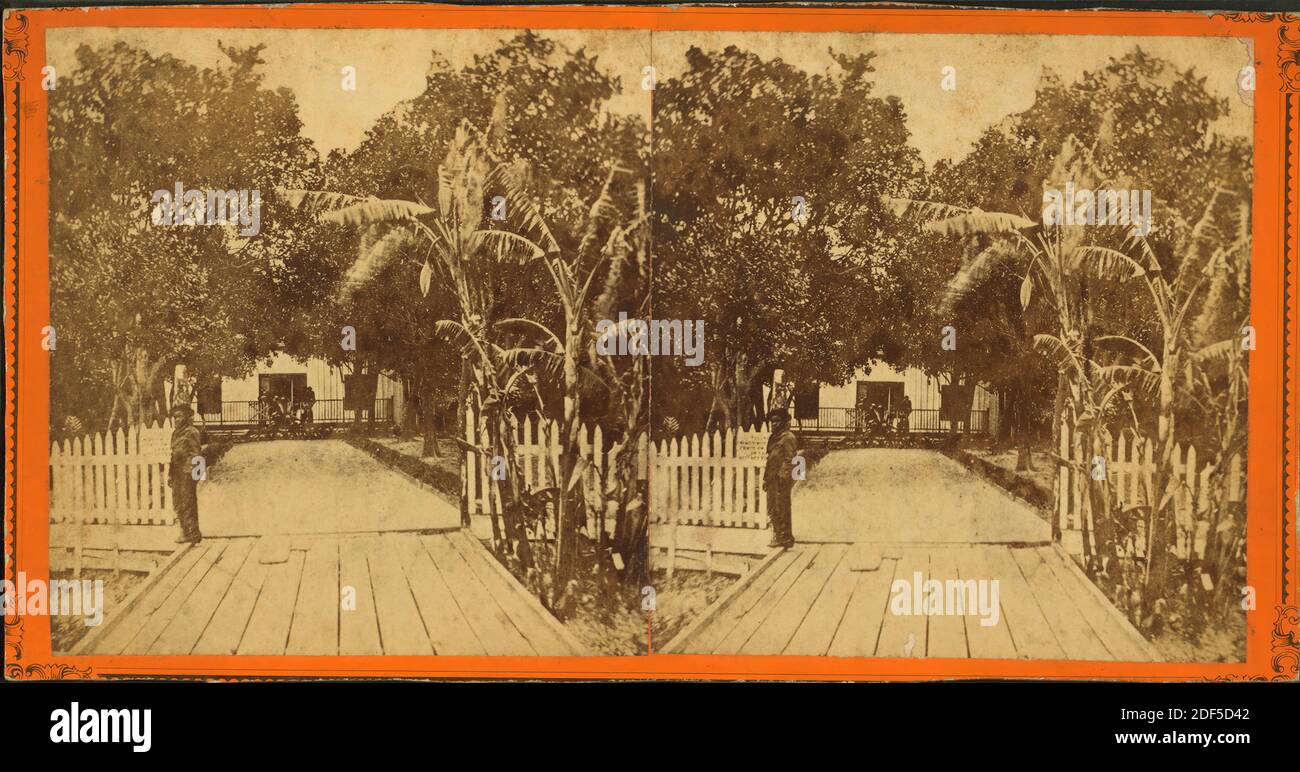 Entrance to Col. Hart's Grove opposite Palatka, Florida., still image ...
