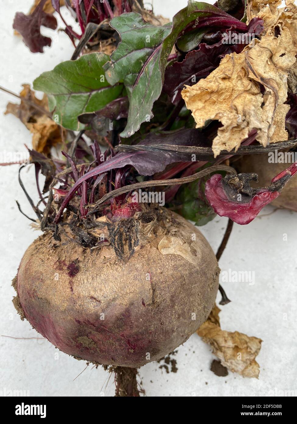 Beetroot Just Harvested Stock Photo - Alamy