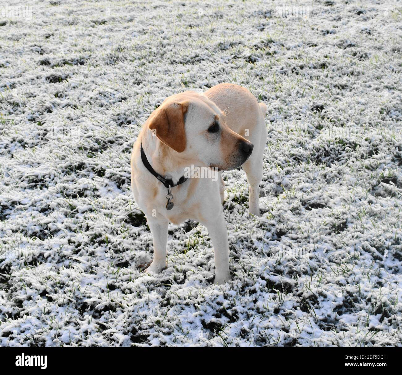 Dark yellow labrador retriever hi-res stock photography and images - Alamy