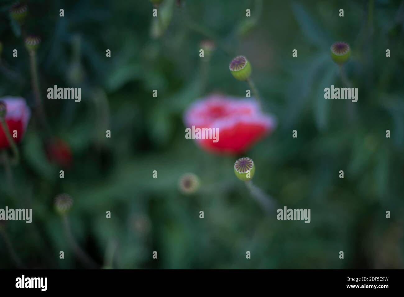 Indian red flower hi-res stock photography and images - Alamy