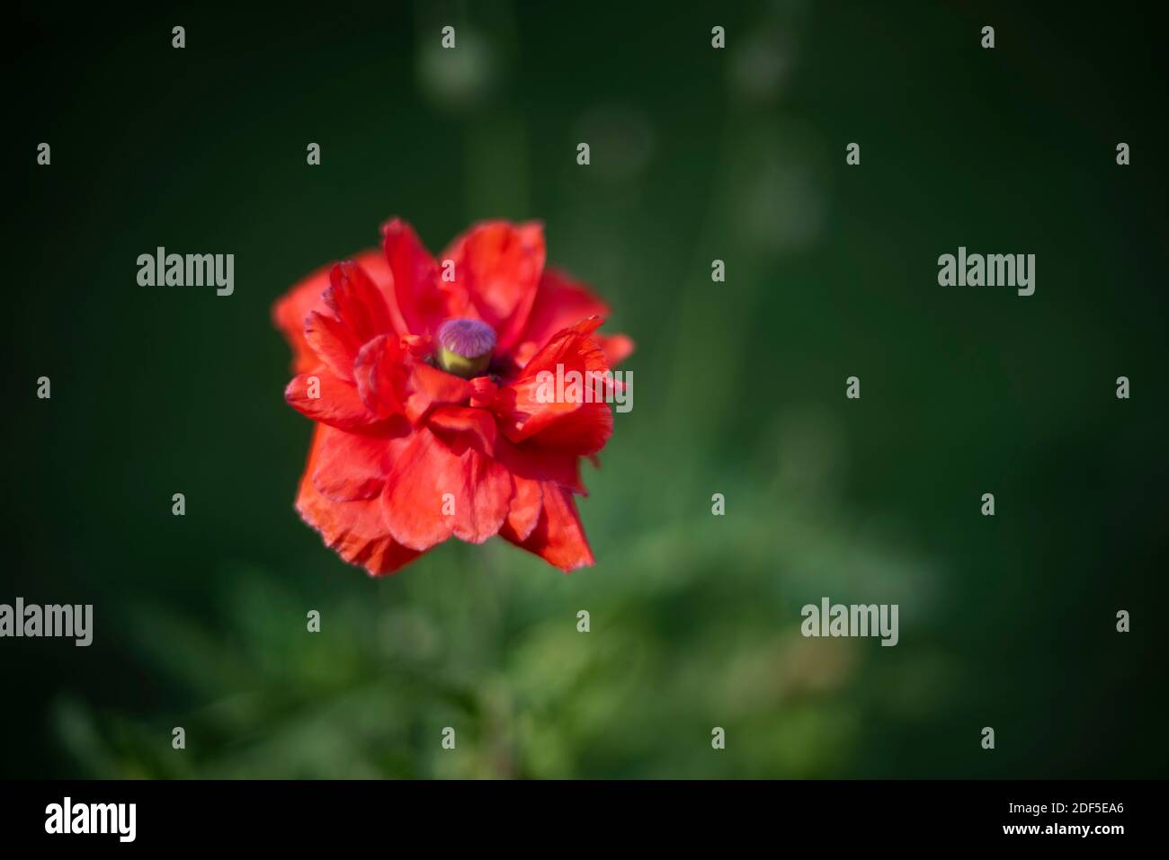 Indian red flower hi-res stock photography and images - Alamy