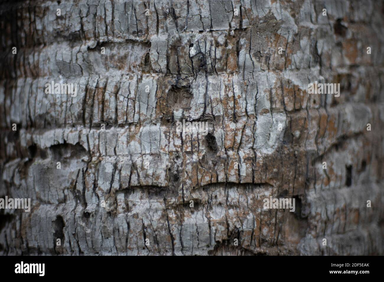 Texture of a dry wooden log of a died tree. Textures and backgrounds ...