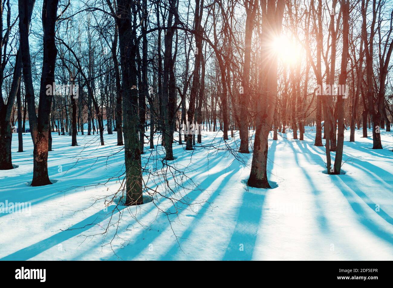 Winter landscape, winter park in sunny evening. Winter snowy park scene ...