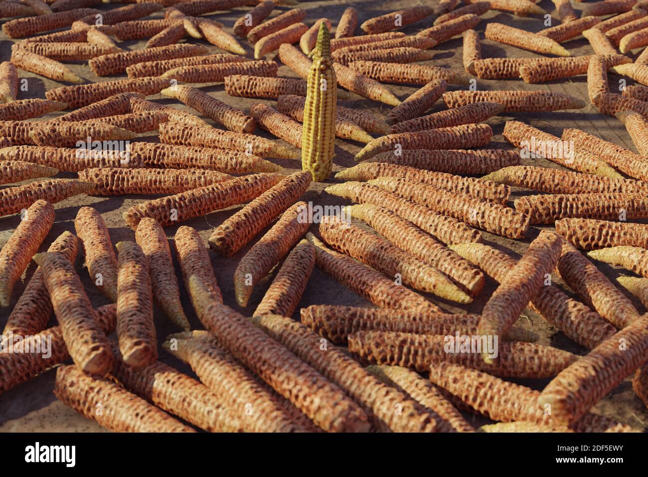 3d rendering of lot laying corncobs with a single ripe cob in the ...