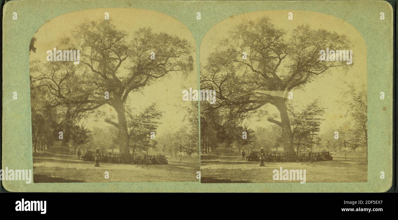 Old elm tree, Boston Common., still image, Stereographs, 1876 Stock ...