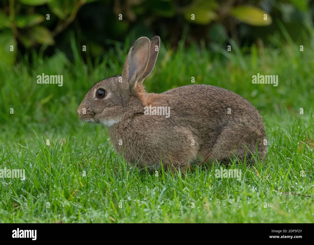 Grassland mammal rabbit hi-res stock photography and images - Alamy