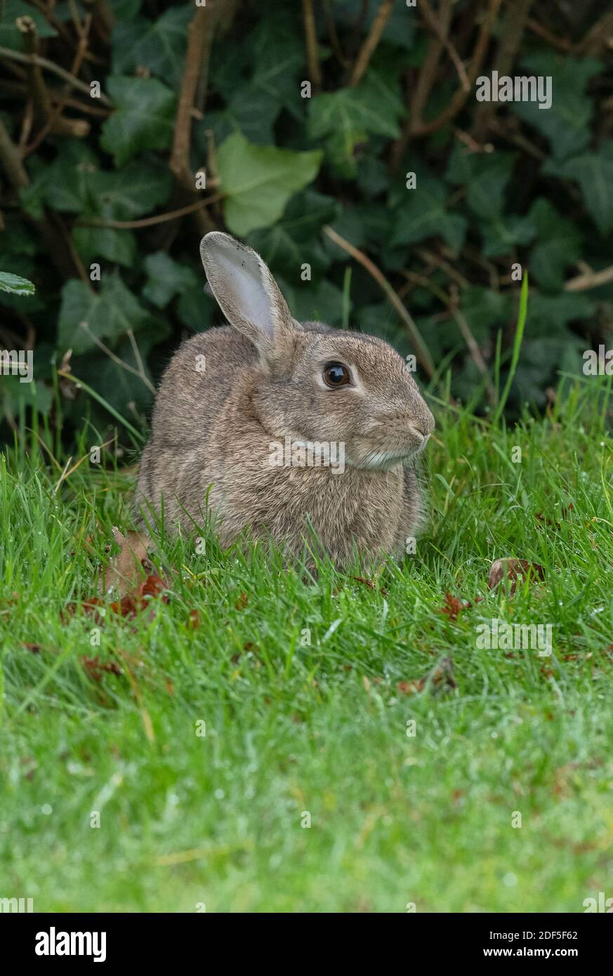 Animal cemetery hi-res stock photography and images - Alamy