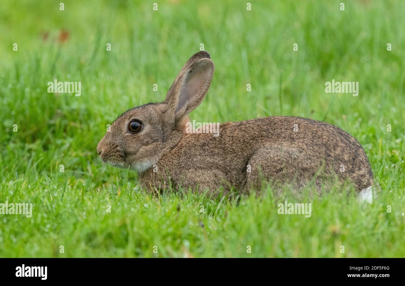Bunny in grassland hi-res stock photography and images - Alamy
