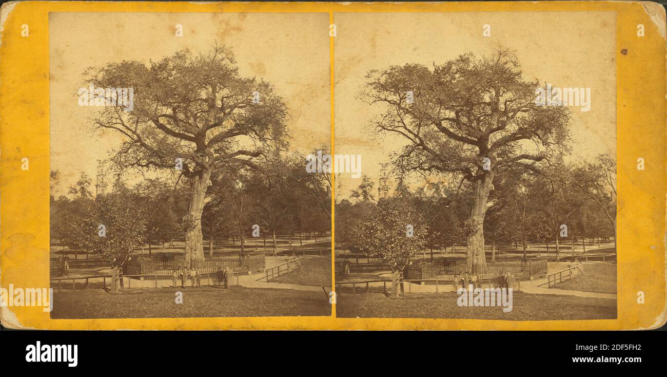 Old elm tree on Boston Common., still image, Stereographs, 1850 - 1930 ...