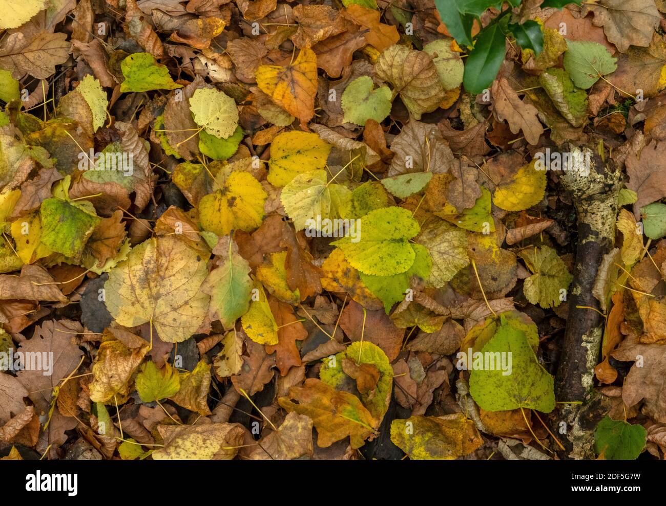 Oak tree lime tree hi-res stock photography and images - Alamy