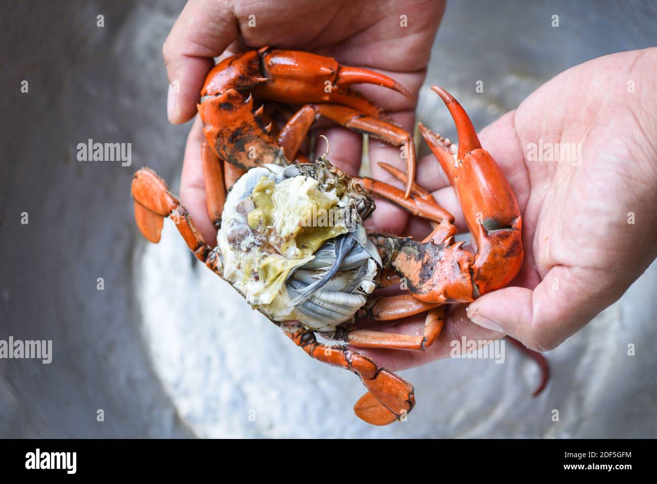Cooked crab boiled on hand, Peeled crab meat Stock Photo - Alamy