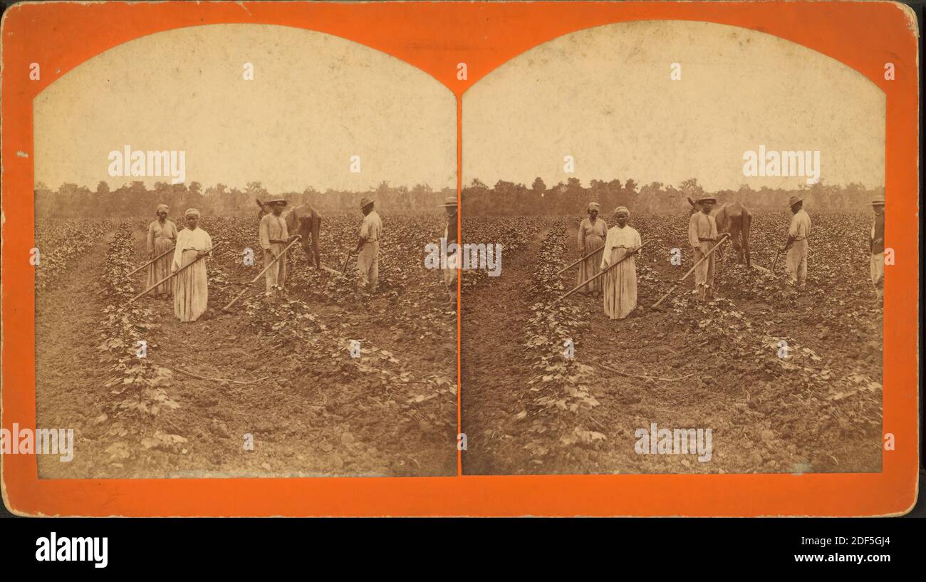 Hoeing young cotton hi-res stock photography and images - Alamy