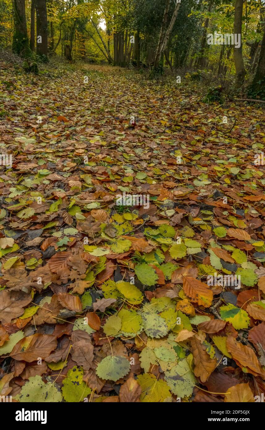 Fallen leaves of Aspen, Oak and Beech, in autumn along a path in Castle ...