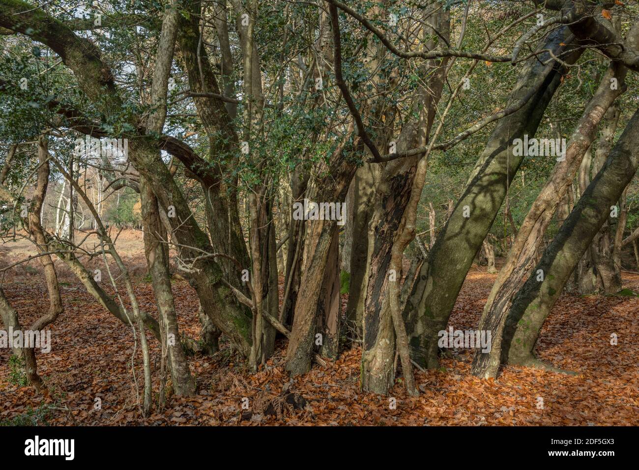 Holly holm hi-res stock photography and images - Alamy