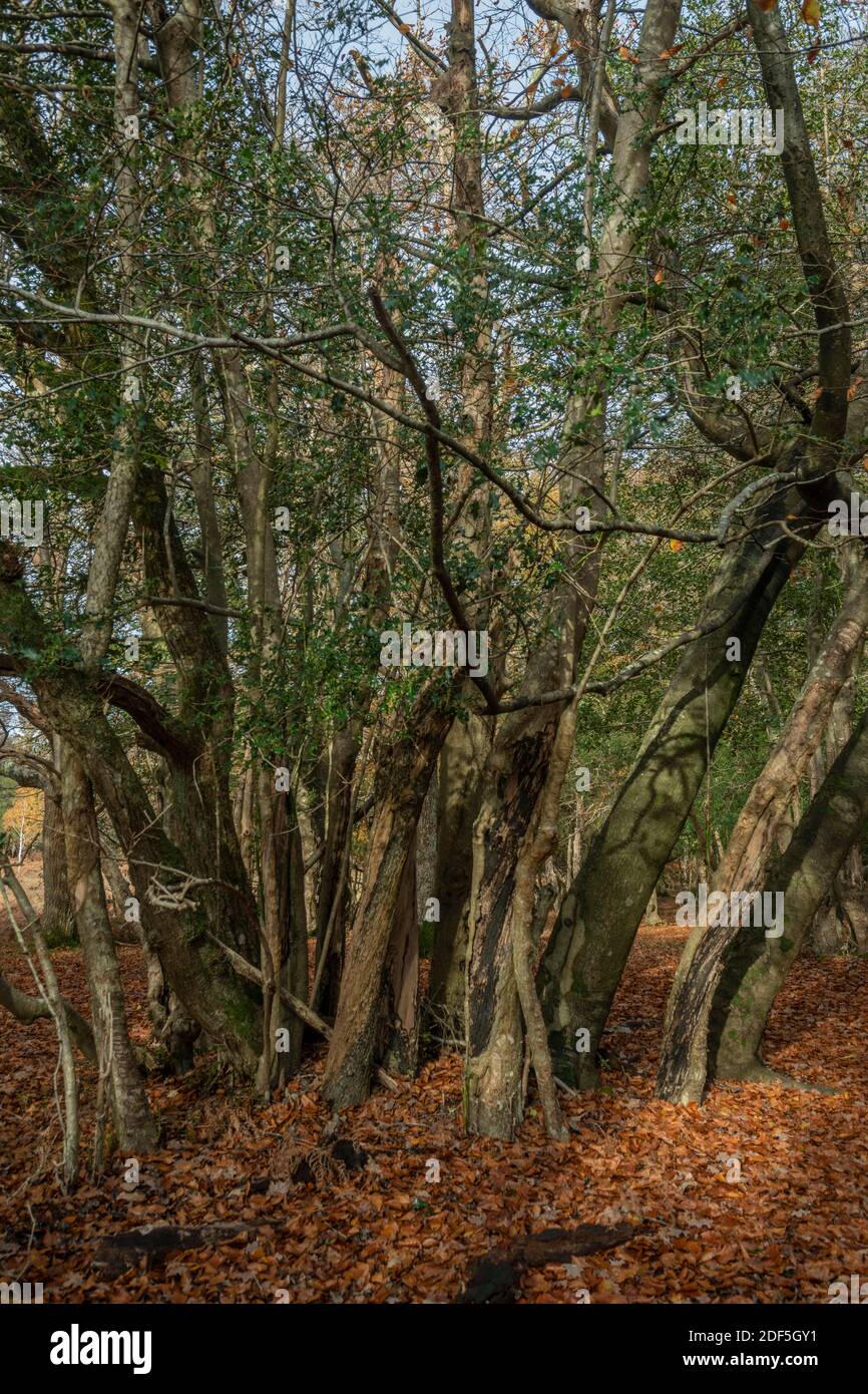 Holly holm hi-res stock photography and images - Alamy