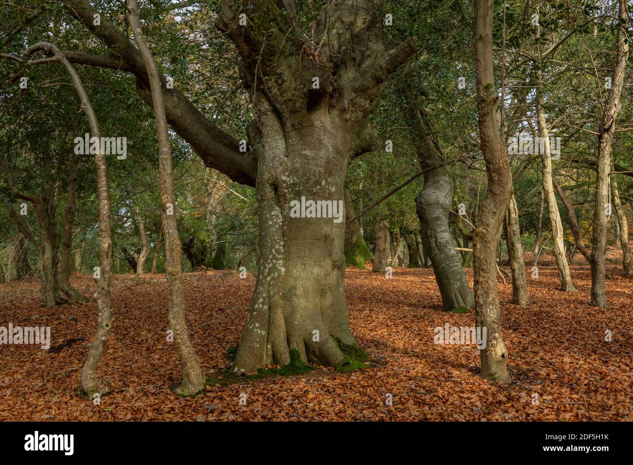 Holly holm hi-res stock photography and images - Alamy