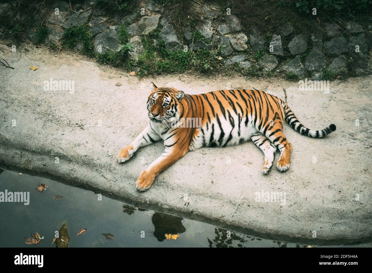 Relaxing pregnant tigress. Beautiful Bengal tiger lies on the banks of ...