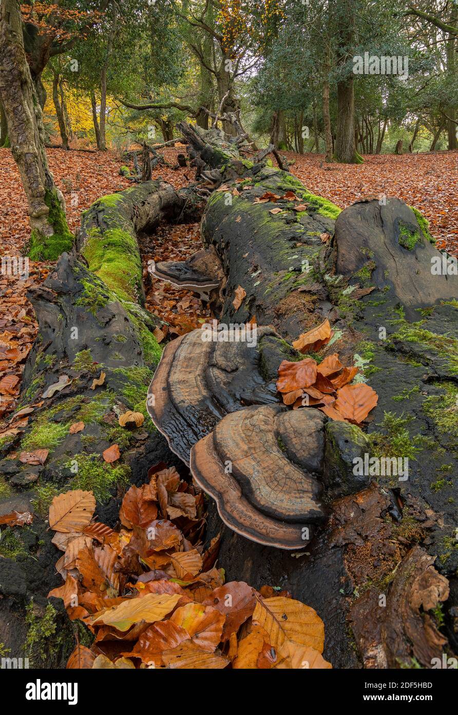 Southern Bracket, Ganoderma australe, fungus on fallen beech tree in ...