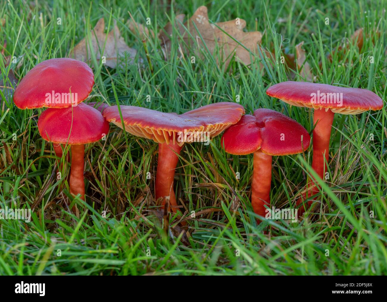 Group of Scarlet waxcap, Hygrocybe coccinea, fungi growing in mown ...