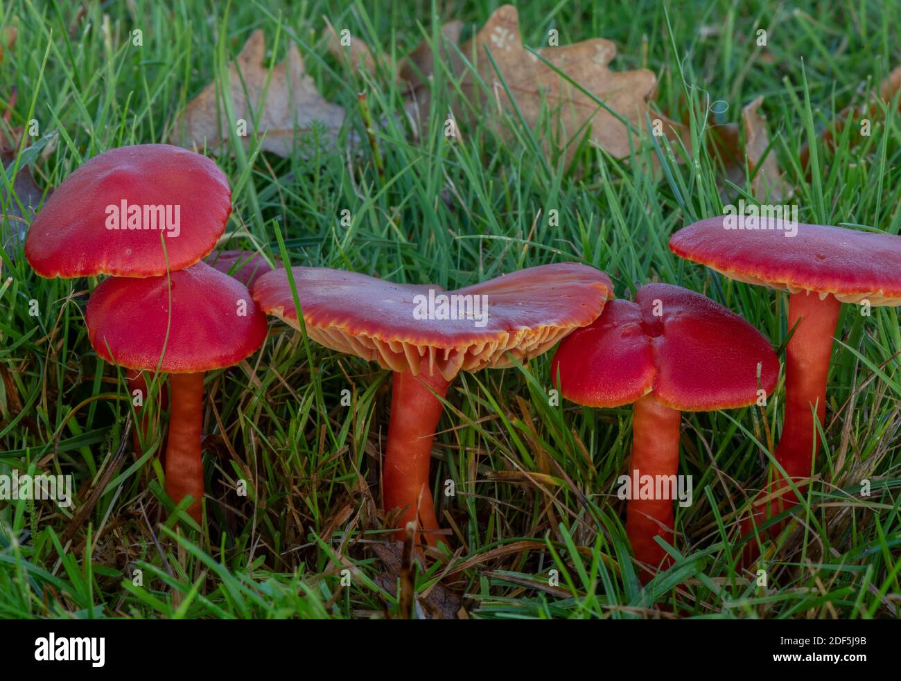 Scarlet waxcap mushrooms hi-res stock photography and images - Alamy