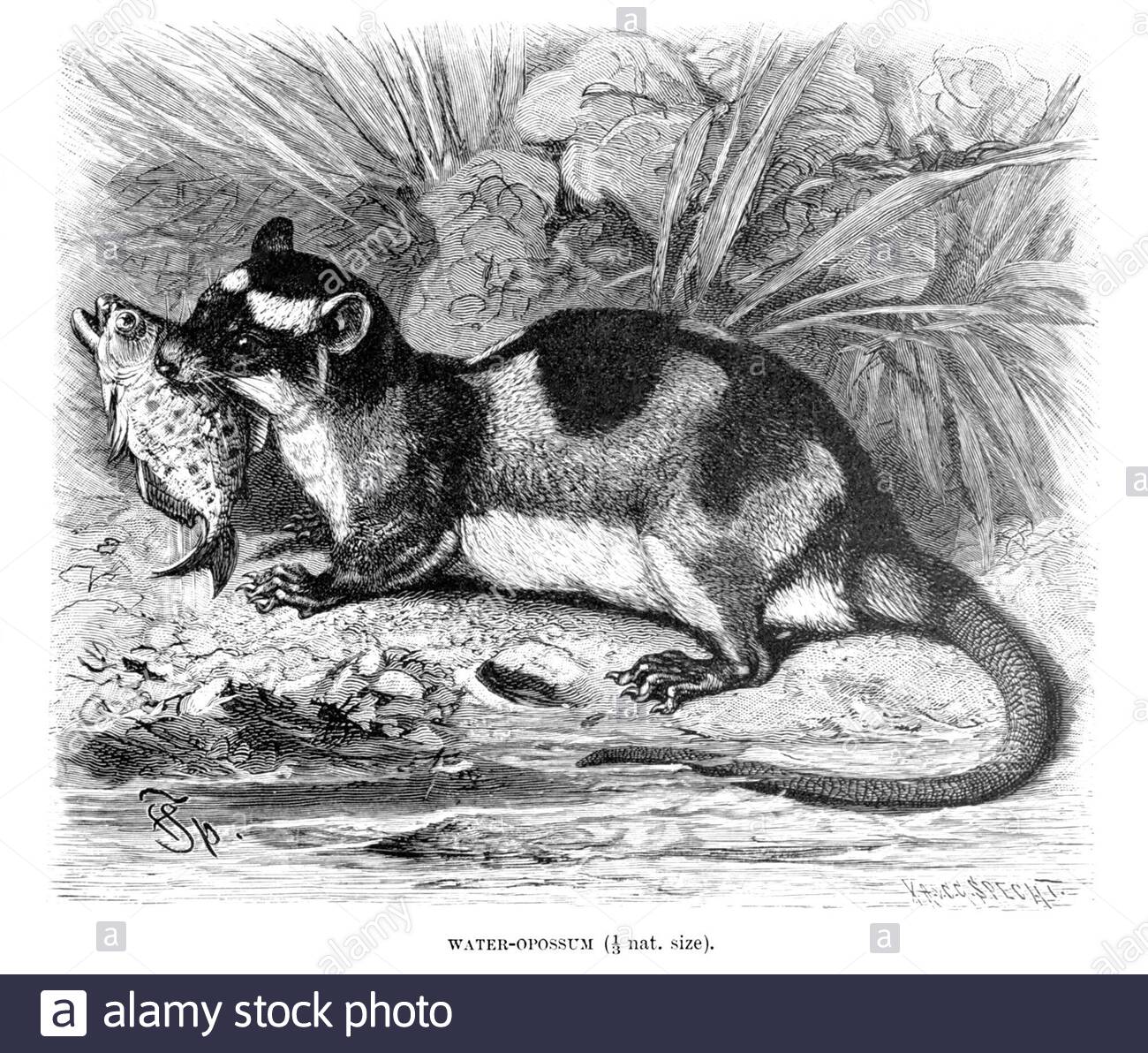 Black possum Cut Out Stock Images & Pictures - Alamy