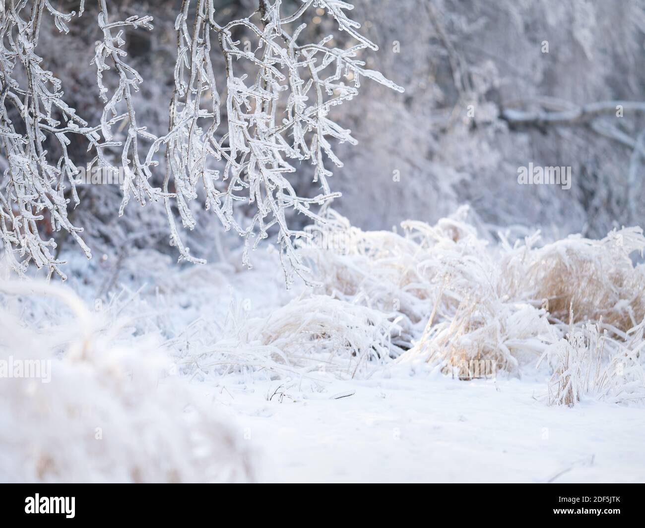 Winter forest backdrop hi-res stock photography and images - Alamy