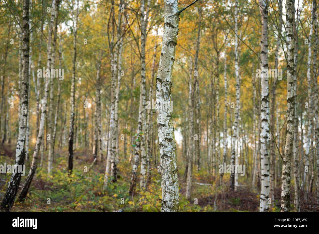 A wooded area filled with silver birch tree trunks during autumn in ...
