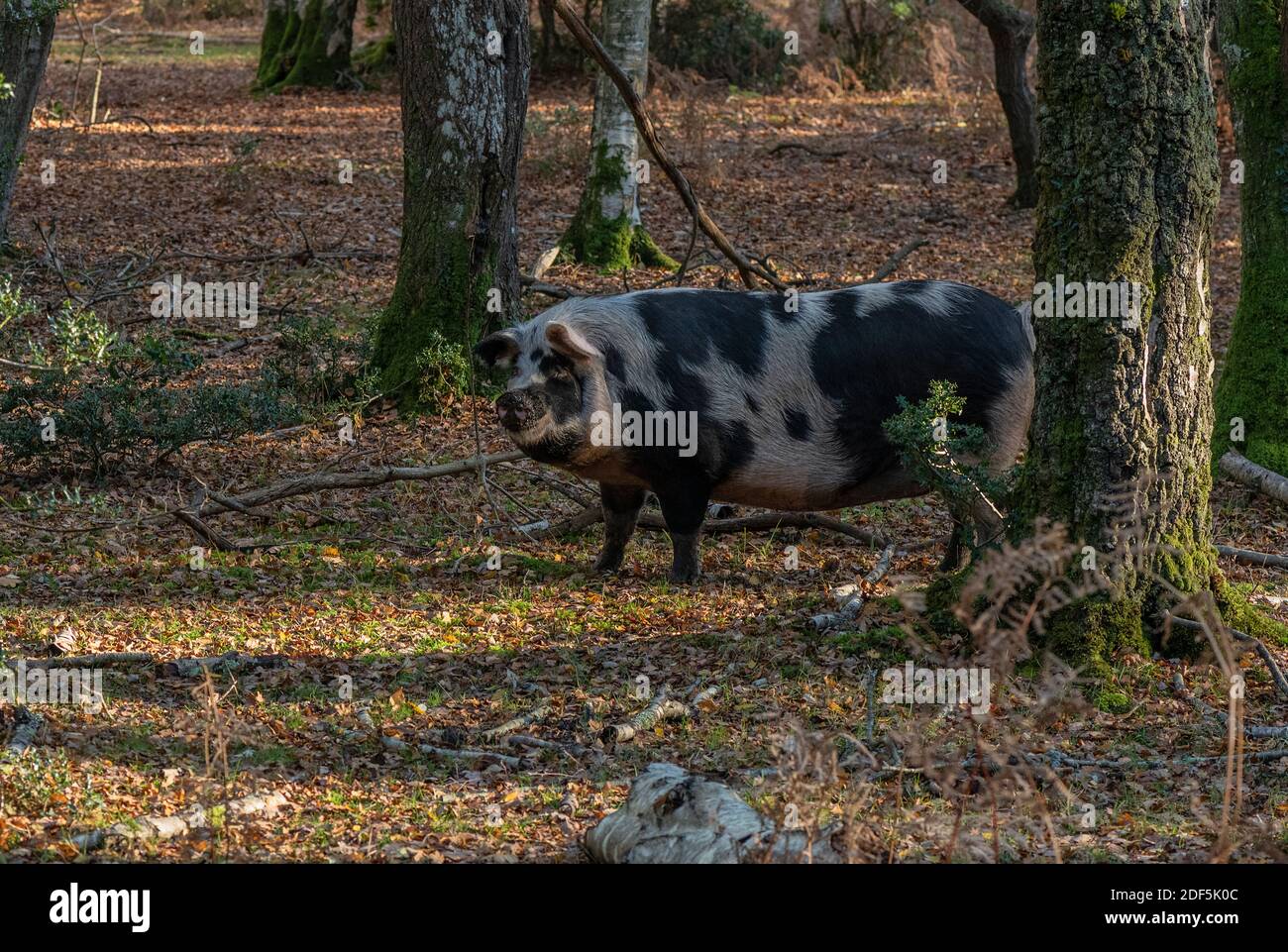 Gloucestershire Old Spots pig, in Bramshaw Wood, New Forest. Common ...